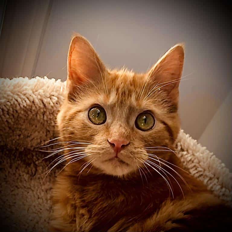 Homing Process & Application - Edmonton Cold Weather Animal Rescue Society
