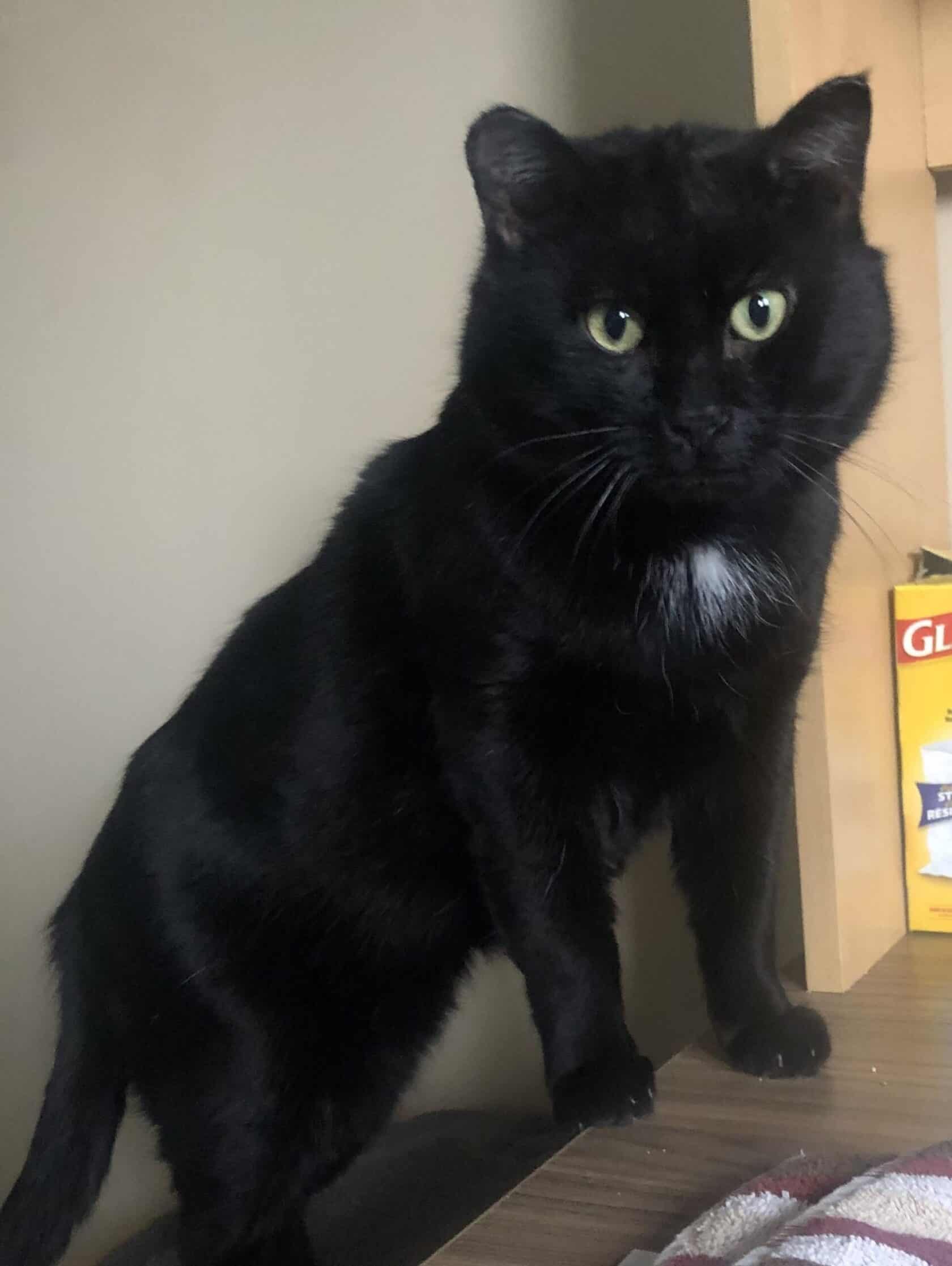 Bing - Edmonton Cold Weather Animal Rescue Society