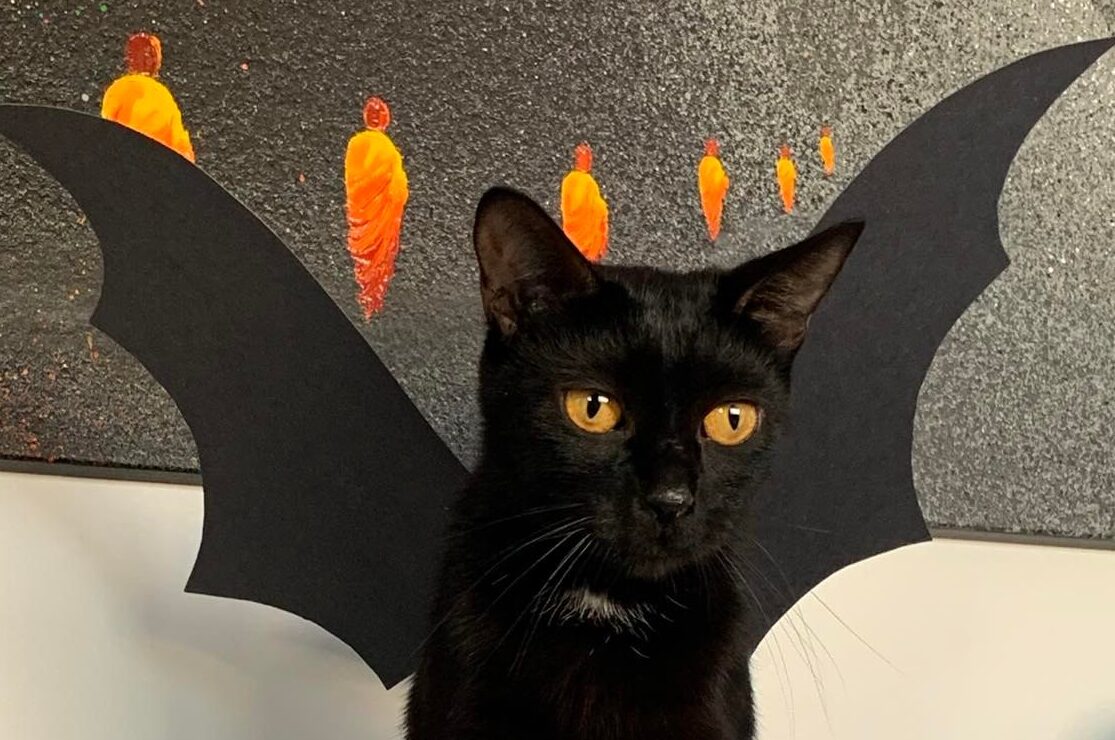 ECWAR Spooky Pet Photo Contest - Edmonton Cold Weather Animal Rescue ...