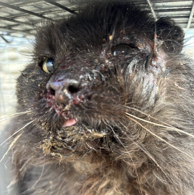 Cat In Distress Alert - Edmonton Cold Weather Animal Rescue Society